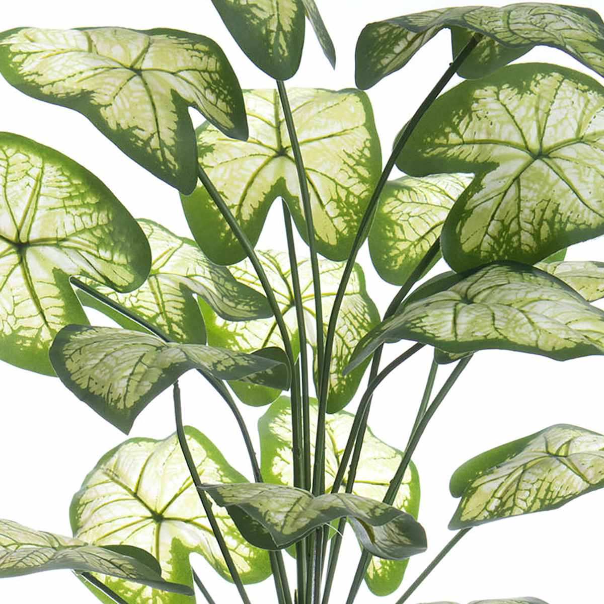 Taro Leaf in Pot, 21"