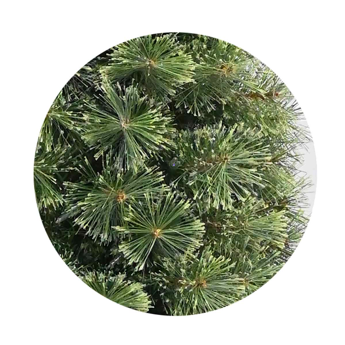 7ft Pre-Lit Slim Cashmere Pencil Pine Christmas Tree | At Home