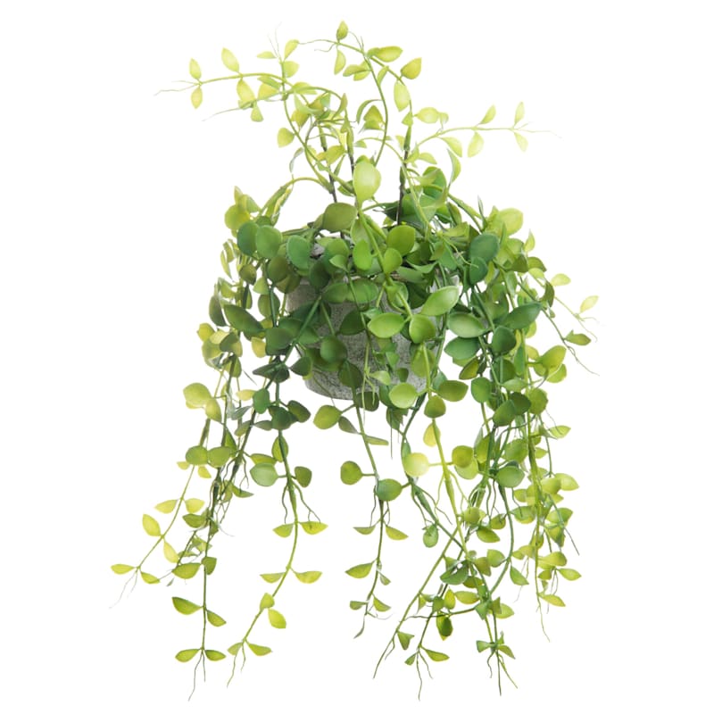 Button Leaf Plant with White Planter, 9"