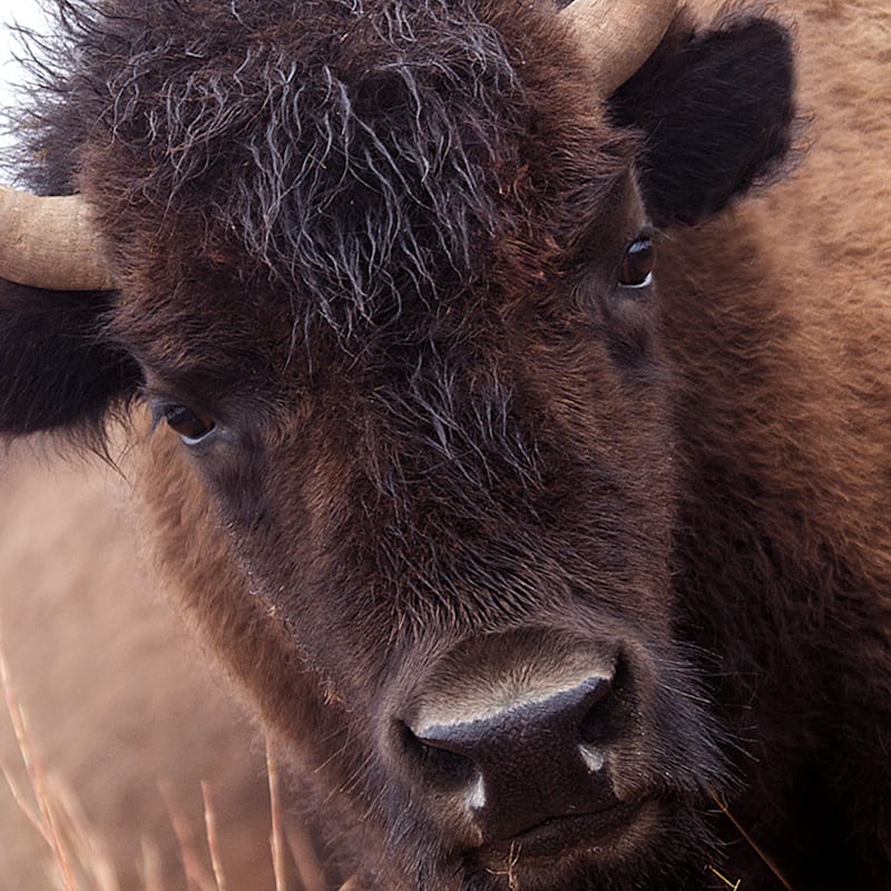 Ty Pennington Glass Framed Bison Print Wall Art, 26x38