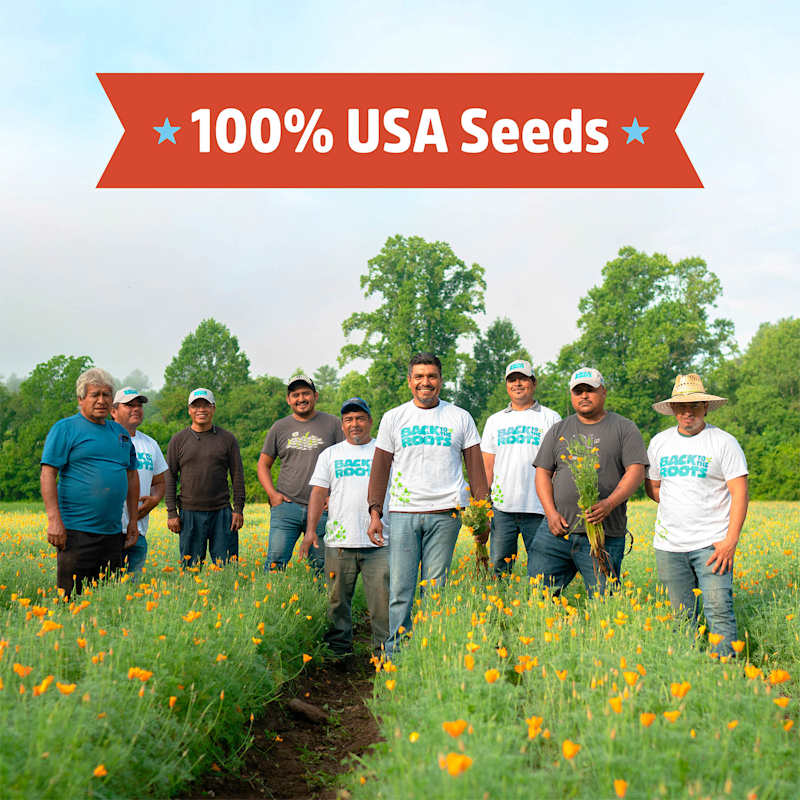 Back to Roots Heirloom Seeds, Cucumber Straight Eight | At Home